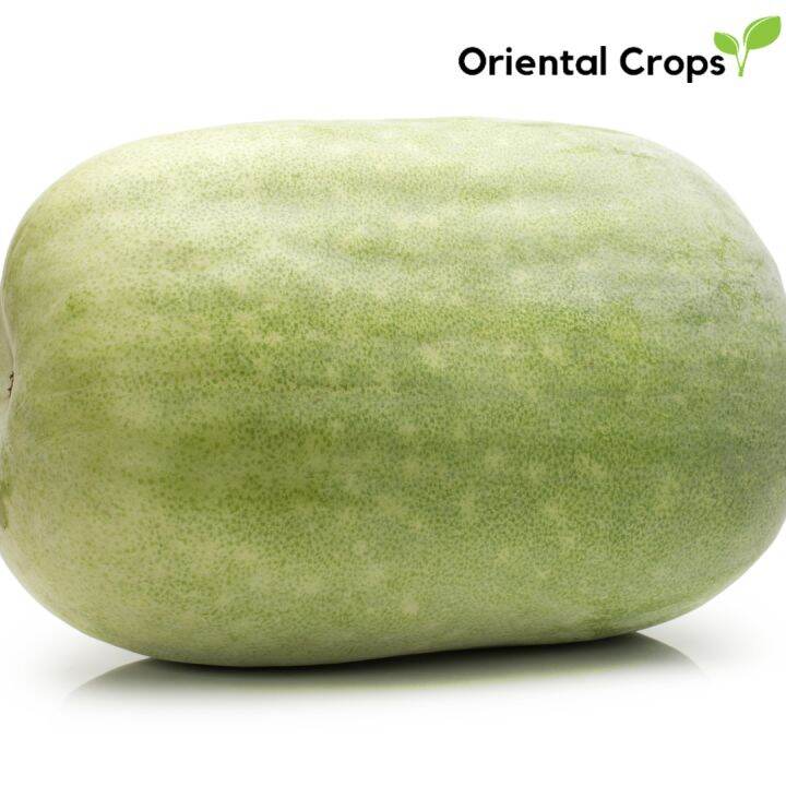 10 seeds for planting binhi condol wax gourd binhi pantanim vegetable ...