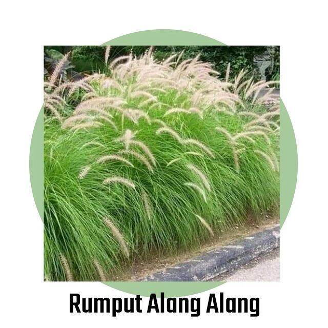 rumput ekor kuda/rumput alang alang | Lazada Indonesia