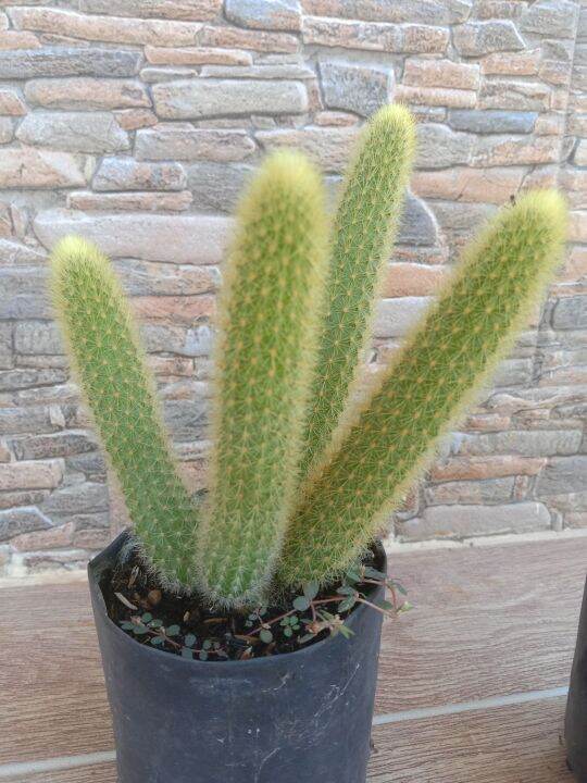 kaktus ekor tupai kuning/kaktus ownroot/kaktus pasaman/kaktus murah ...