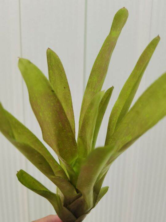 bromeliad neoregelia Martin No Var | Lazada