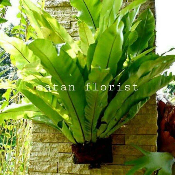 Tanaman Paku Simbar Kadaka | Lazada Indonesia