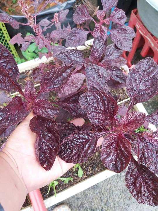 RED AMARANTH/RED KULITIS SEEDS FOR PLANTING 50 SEEDS | Lazada PH