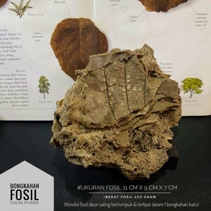 Bongkahan Fosil Daun Purba Natural E6 atau Fosil Tumbuhan atau Fossil ...
