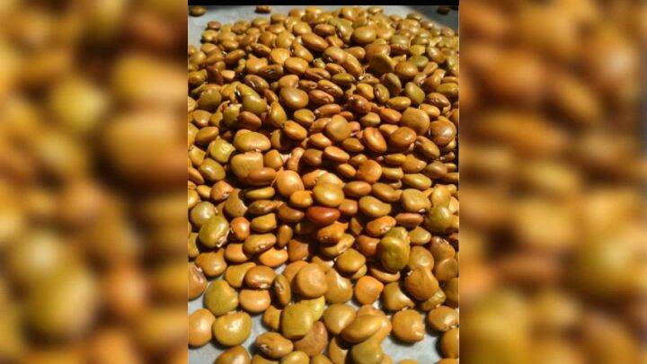 Benih Biji Bibit Bengkoang Super Unggul harga per 1 kg dengan Kualitas ...