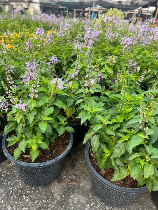 หญ้าหนวดแมว สีม่วง Java tea, Kidney tea plant, Cat's whiskers กระถาง 11 ...