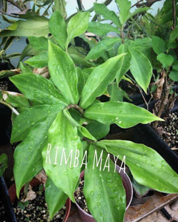 Costus igneus[pokok insulin]live plants | Lazada