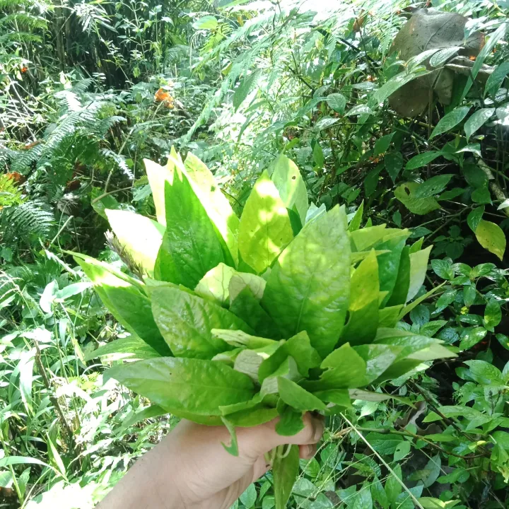 Lalapan daun Rendeu segar 300 gram | Lazada Indonesia