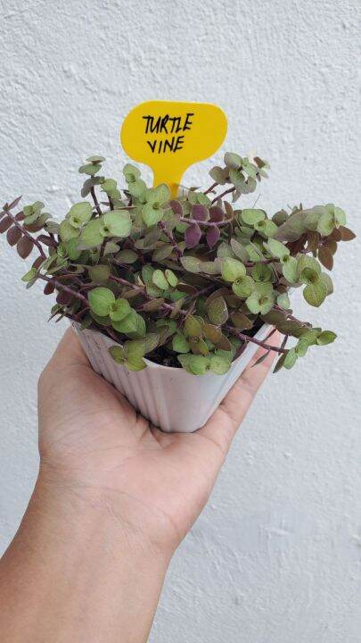 Turtle vine | Lazada PH