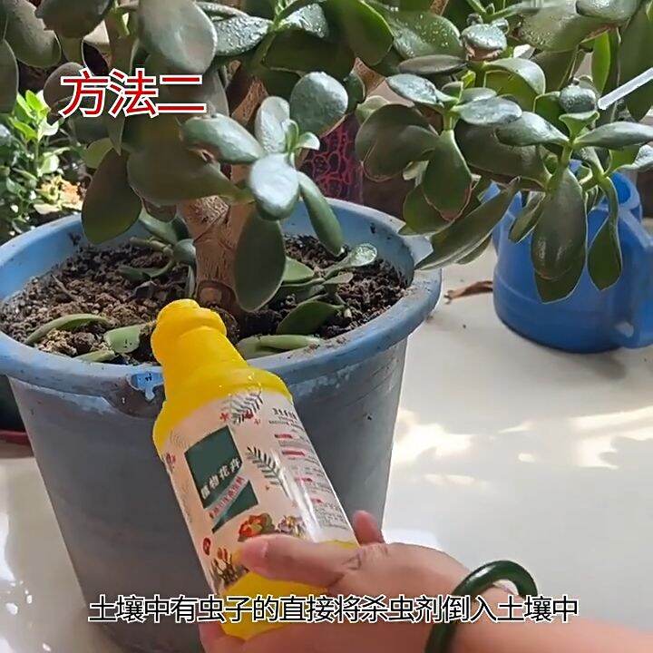 500ML Plant Organic Insecticide Pesticide for Plants 500ml Insecticide ...
