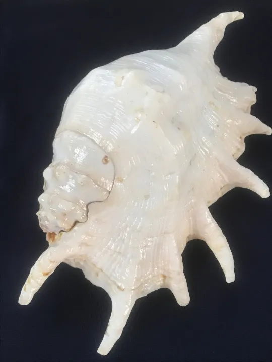 Seashells lambis spider conch shells…giant size..270 mm | Lazada PH