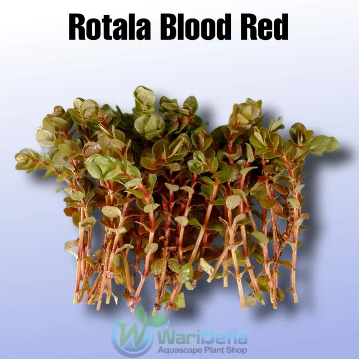 Rotala Blood Red Tanaman Aquascape 20 Batang | Lazada Indonesia