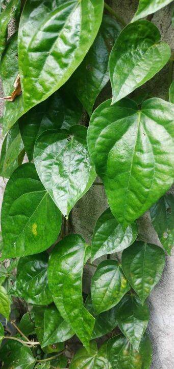 Fresh Buyo (ikmo-)10 pieces leaves plants | Lazada PH