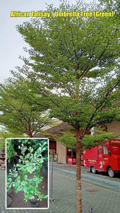 Live Plant Grafted Plant Marcoted Tree Green Talisay Umbrella Tree ...