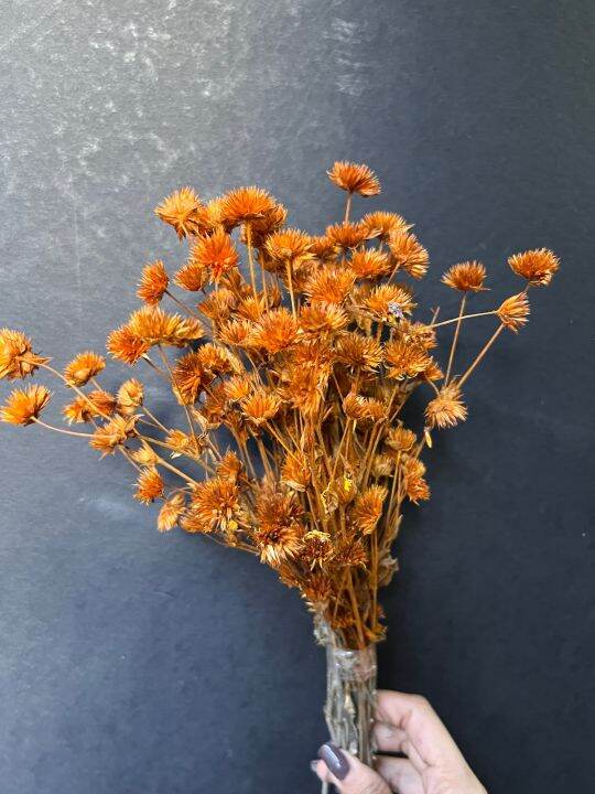 Dried flowers local flowerette orange | Lazada PH