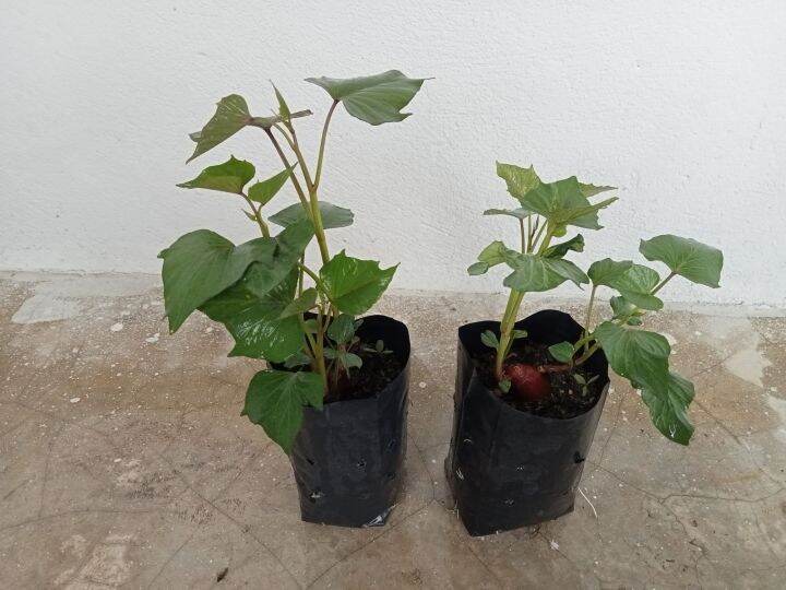 1 anak pokok ubi keledek Isi ungu | Lazada