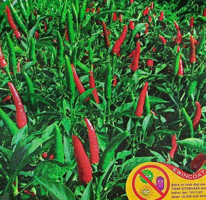 20 Butir Benih CABE CABAI PELITA RAWIT ( Kemasan Repack ) | Lazada ...