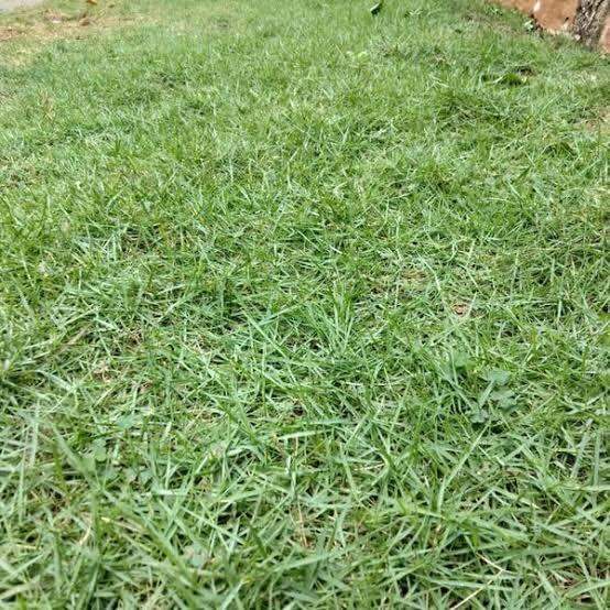rumput jepang rumput peking 1 meter x 1 meter | Lazada Indonesia