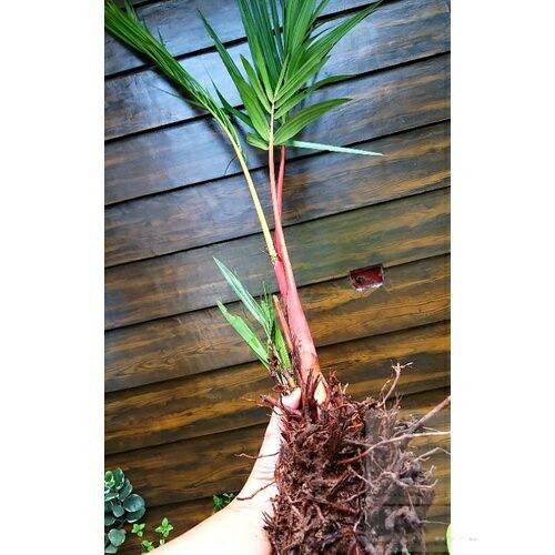 Red Palm/ Red Lipstick Palm Tree Outdoor Landscape Garden Decor | Lazada PH