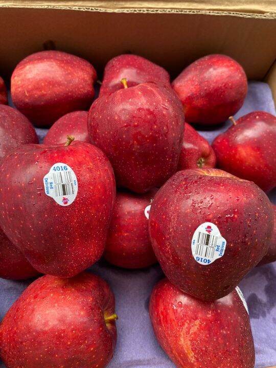 Buah Apel Merah Washington Fresh 1kg Lazada Indonesia