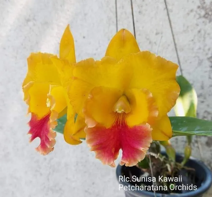 Cattleya Blooming Size (Special Variety) | Lazada PH