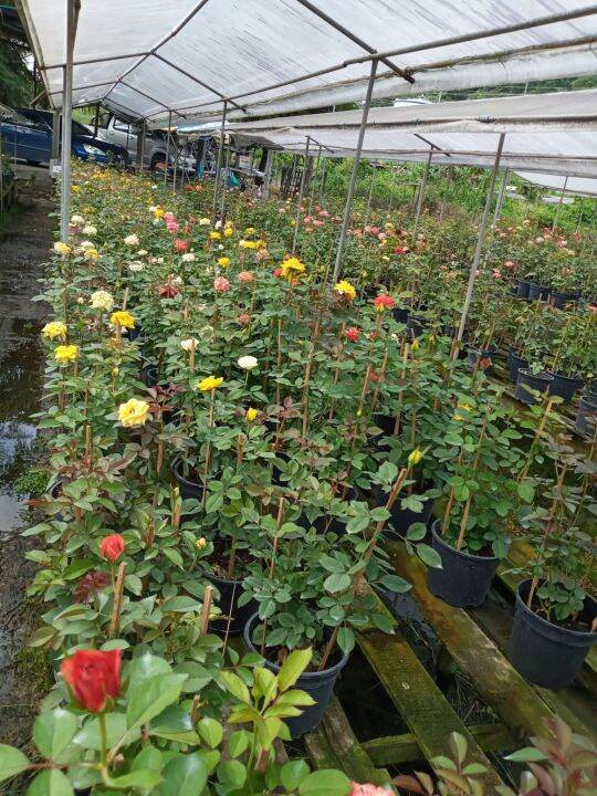 Bunga rose kampung # tahan panas# | Lazada