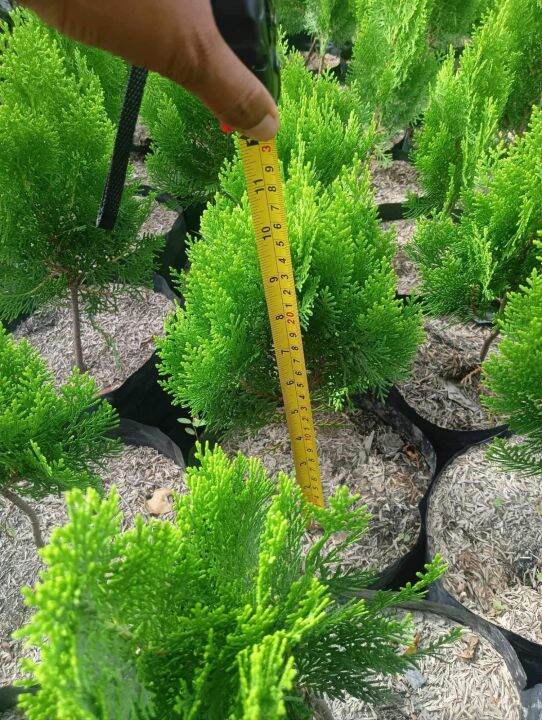 Cypress pine tree live plant 1ft | Lazada PH