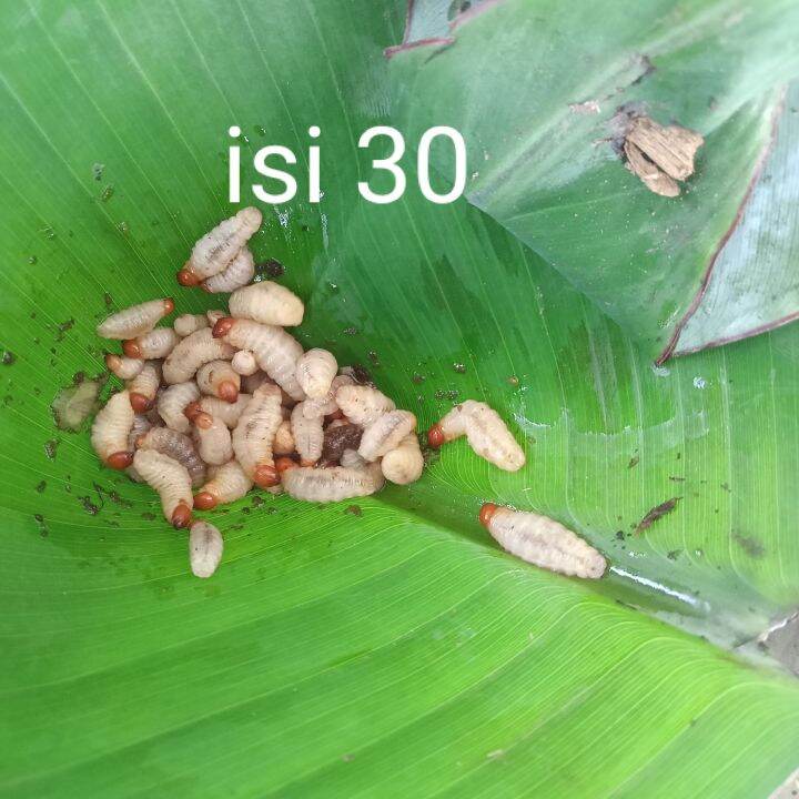 ulat pohon pisang umpan pancing ikan mas paling di larang | Lazada ...