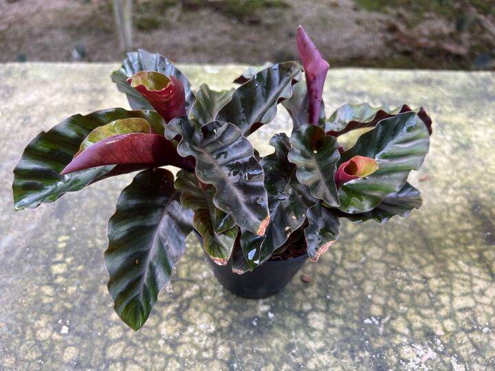 คล้าแกนเดอสิไอ #Goeppertia gandersii/#Calathea กระถาง 4” | Lazada.co.th