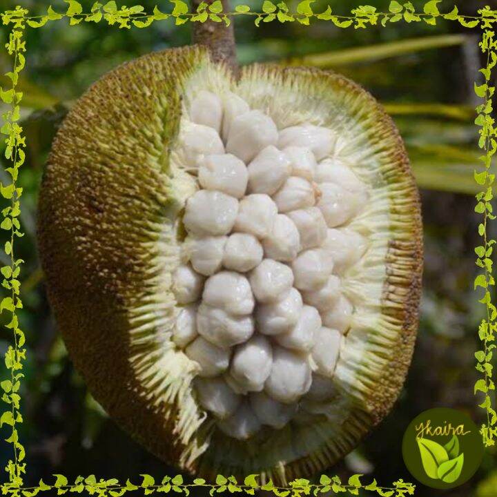 binhi pantanim 5 seeds marang uloy fruit tree plant | Lazada PH