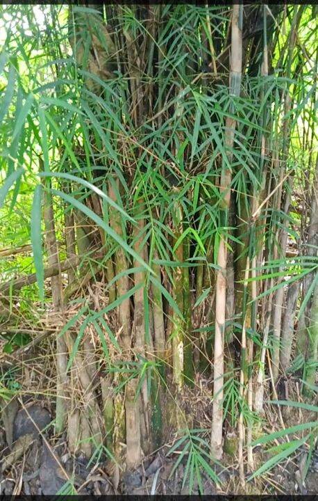 BAMBU BUTA,BAMBU JEPANG,BUNTET,HIAS/PER 2.BATANG 40-60cm | Lazada Indonesia