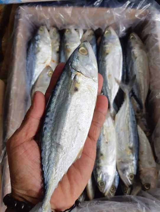 ikan PEDA PUTIH BESAR fresh; 1kg best seller | Lazada Indonesia