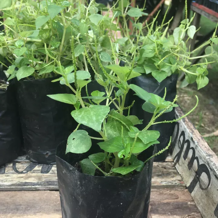 Pansit-Pansitan plant with FREE fertilizer and free Pot | Lazada PH