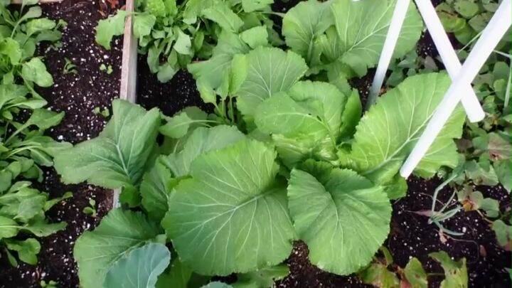 MUSTASA SEEDS/MONTEVERDE (800pcs seeds) 30DAYS HARVEST/MORE PROFIT/EASY ...