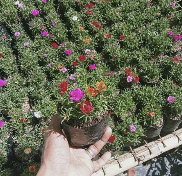ALEMBONG/VIETNAM ROSE MUTICOLORS MULTIPLE STEM IN 1 POT | Lazada PH