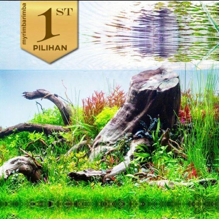 Kayu Aquascape Santigi Gunung Size XL (40cm ++) Hiasan Aquarium Ikan ...