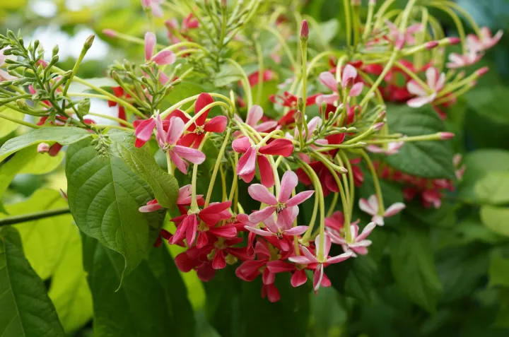Rangoon Creeper with FREE fertilizer and pot | Lazada PH