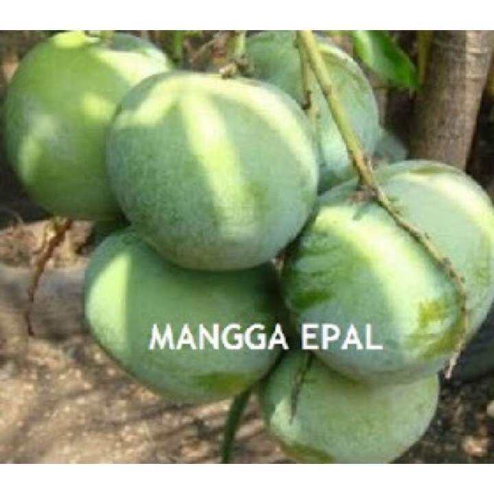 Pokok kahwin mangga, mempelam epal | Lazada