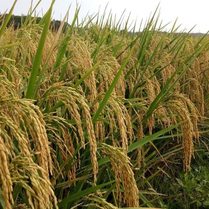 Benih Padi Super Unggul INPARI 32 1Kg | Lazada Indonesia