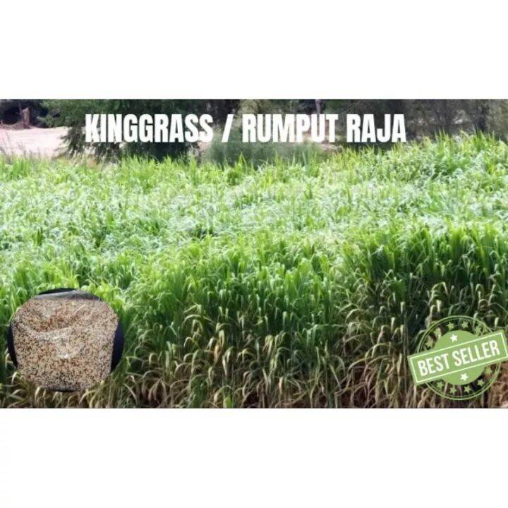 ASLI - Biji Rumput Raja ukuran 1kg (King Grass) Benih rumput gajah ...