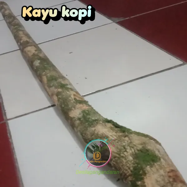 kayu kopi utuh 1 batang panjang 100 cm diameter 2-4 cm random | Lazada ...