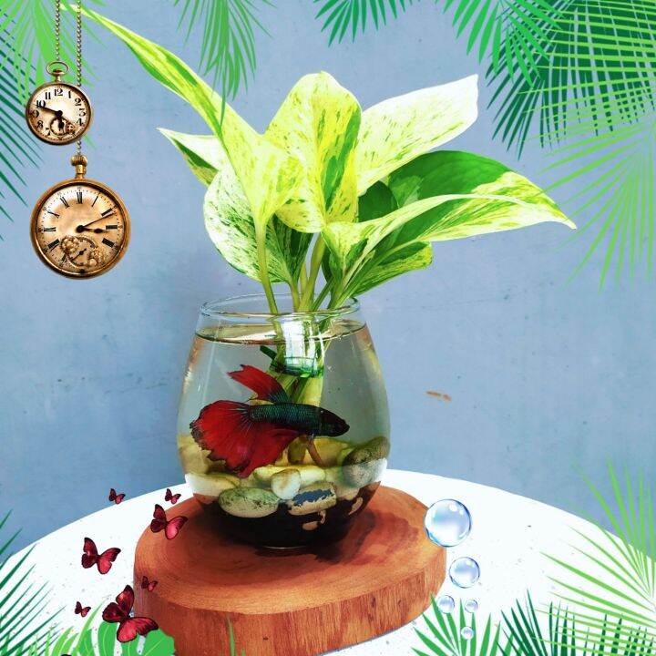 Paket lengkap tanaman hias sirih marble queen hiasan meja cafe resto ...