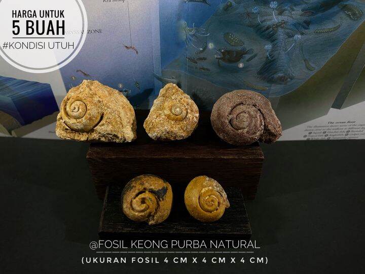 Fosil Keong Purba Natural B84 atau Fosil Kerang atau Fosil Gastropoda ...