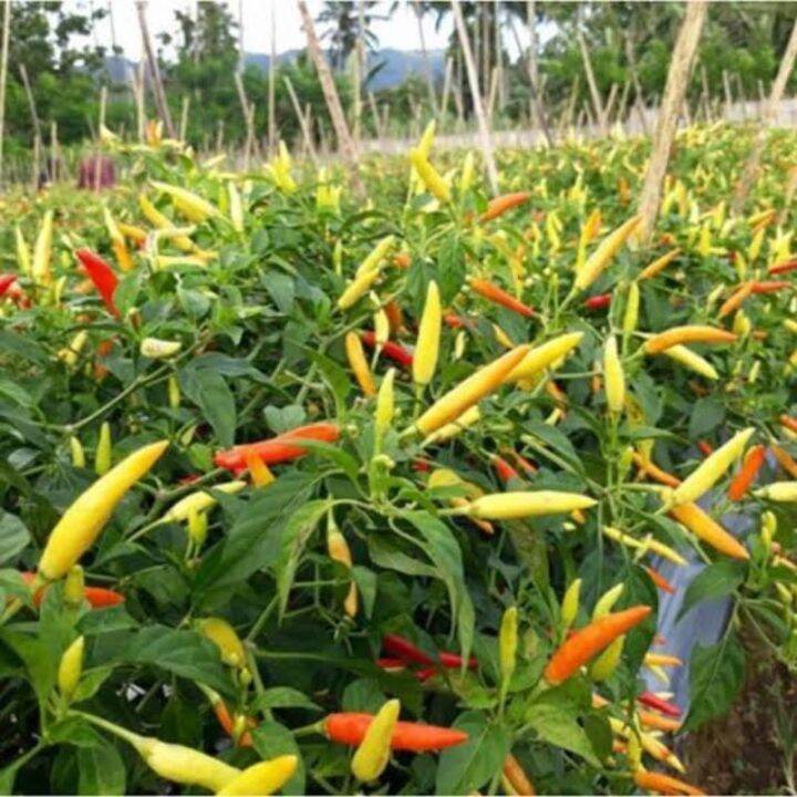 Benih Bibit cabe rawit jarum super unggul Japlak Putih 10g You Seed ...