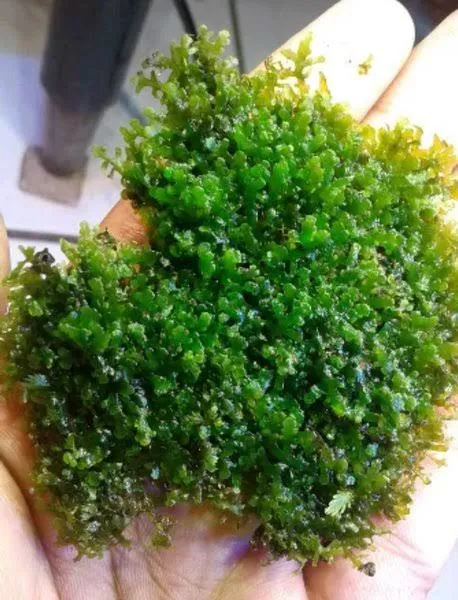 Moss Ricardia Clump Porsi Mika 10x15 Tanaman aquascape | Lazada Indonesia