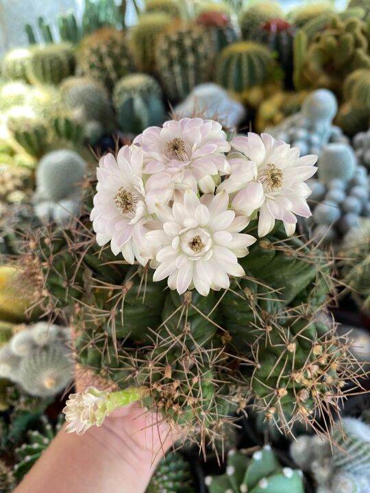 Gymnocalycium Chiquitanum “Chin cactus”Big size,Flowering | Lazada PH