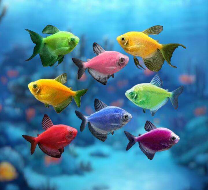 BUY 1 TAKE 2 GLO TETRA Fish Decorations For Aquarium | Lazada PH