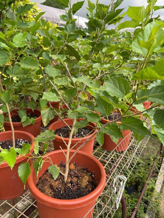 Mulberry medium pot real live plant free extra organic fertilizer 0.5kg ...