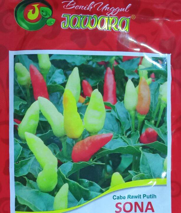 25 Butir Benih CABE CABAI SONA kemasan Repack | Lazada Indonesia