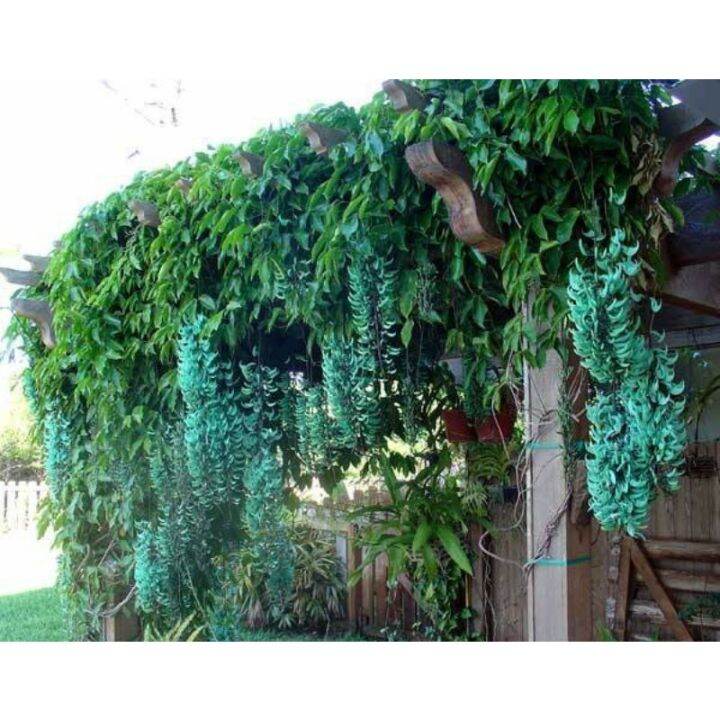 bibit tanaman hias flame of irian biru | Lazada Indonesia