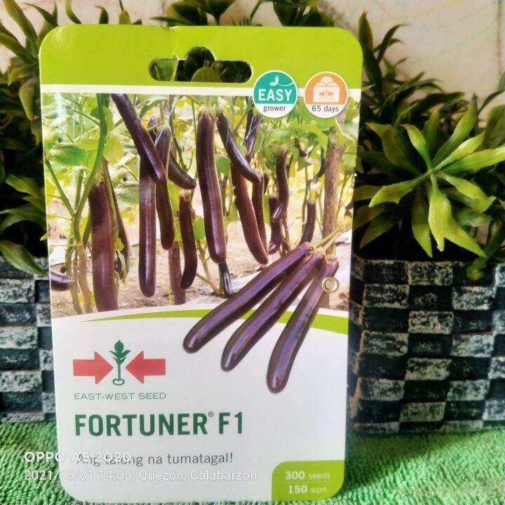East West Seed Fortuner Eggplant(Talong)sachet 300 seeds | Lazada PH